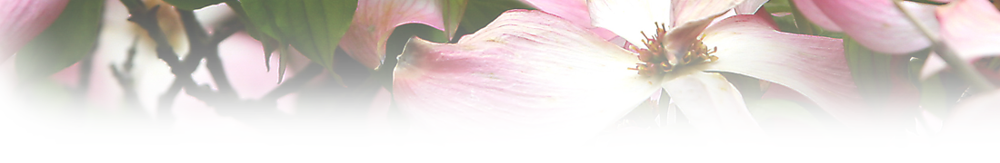 intensivenuts.netlify.app - urlscan.io